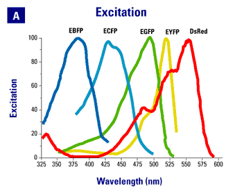Carnegie Cell Imaging